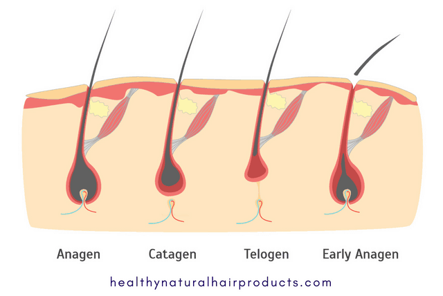 Understanding Hair Growth Cycle