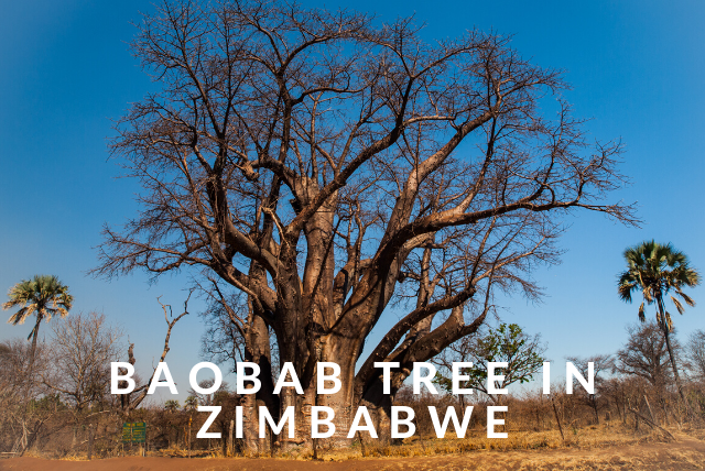 Baobab tree in Zimbabwe | Healthy Natural Hair Products