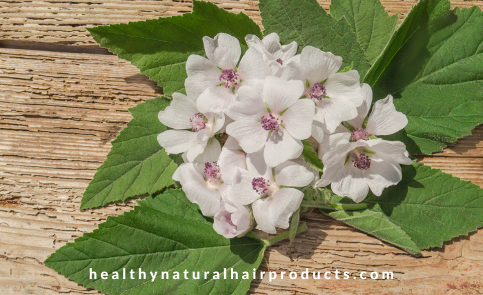 Marshmallow-Flowers | Healthy Natural Hair Products